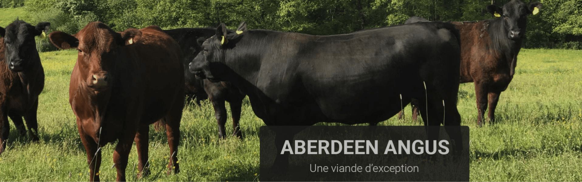 Elevage Angus Noir - Magny-les-Jussey en Haute-Saône - Elevage Angus ...